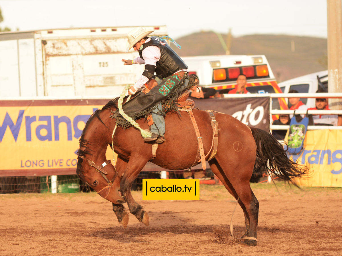 Achatada de novillos, Lazo de becerros y Jineteo de caballos con montura en el Rodeo de Expogan ...
