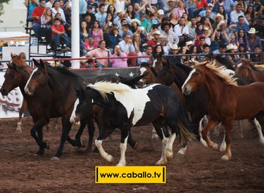 El orden jerárquico en los caballos ⋆ www.caballo.tv